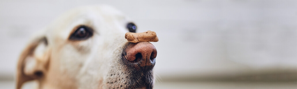 Animana Tips and Tricks - IDEXX Software