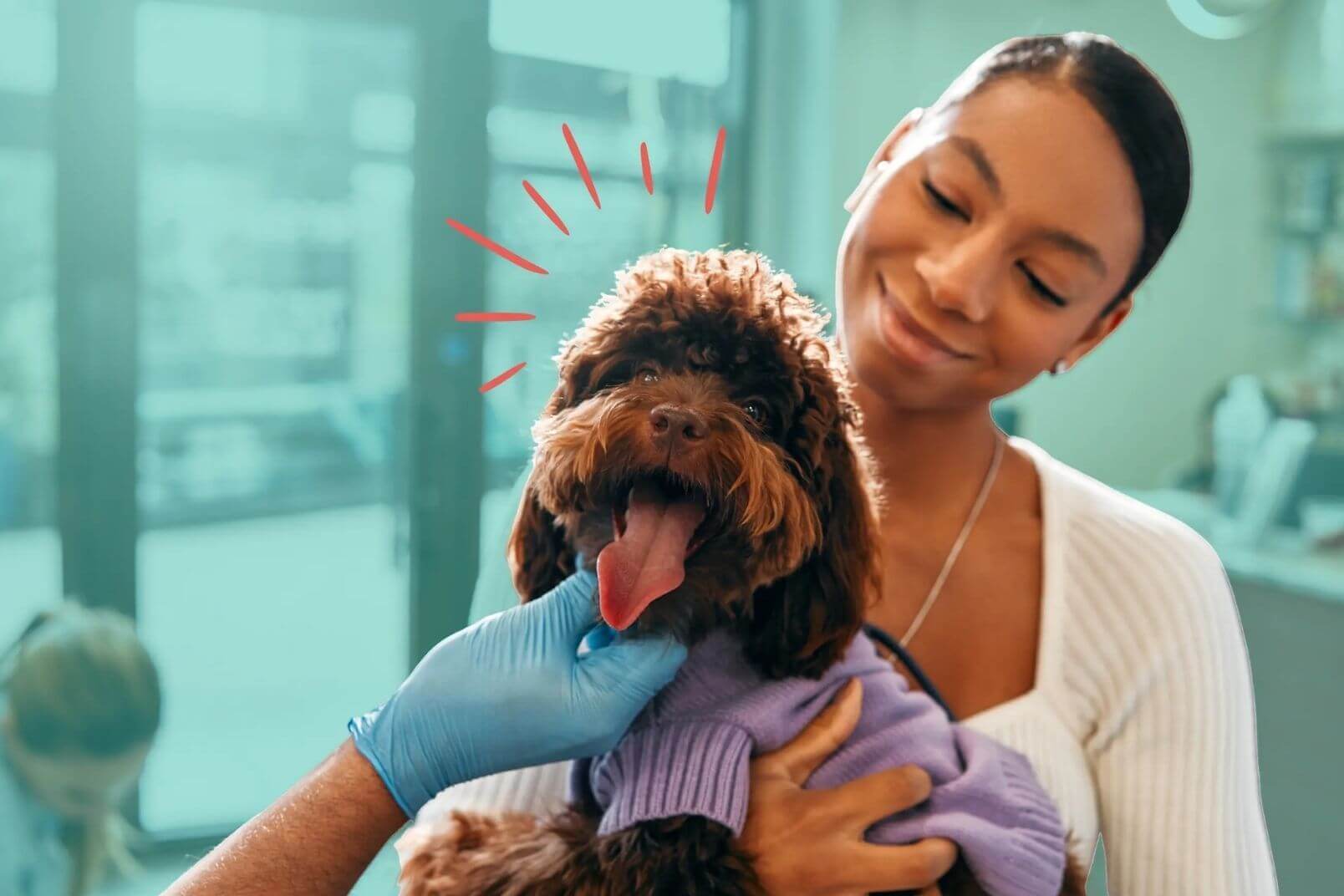 How ezyVet continues to support growing veterinary practices - IDEXX ...
